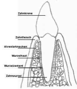allgemein – Zahnhalteapperat – Zahnarzt fuer Tiere