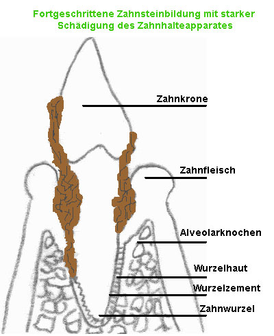 allgemein – Zahnhalteapperat – Zahnarzt fuer Tiere